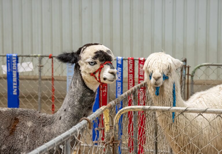 Show Dates and General Information - Egmont A & P Association